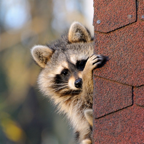 Waschbär - Wildtierportal