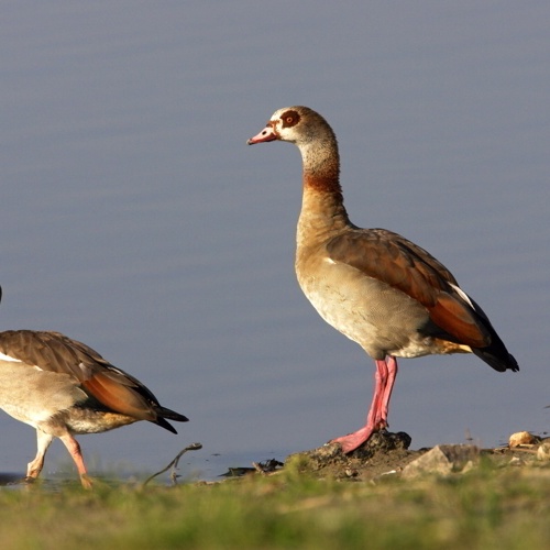 Nilgans - Wildtierportal