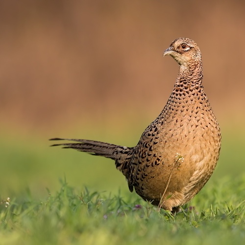 Fasan - Wildtierportal