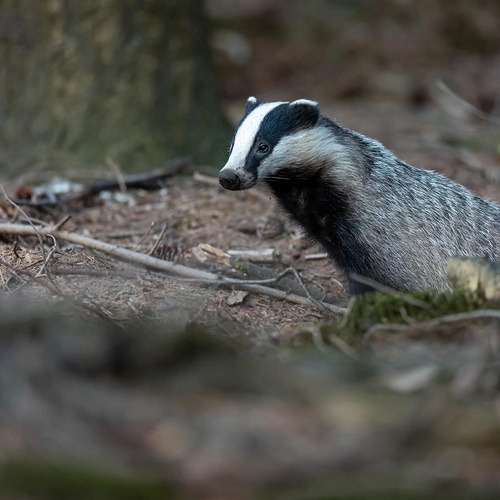 Dachs - Wildtierportal