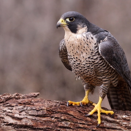 Wanderfalke - Wildtierportal