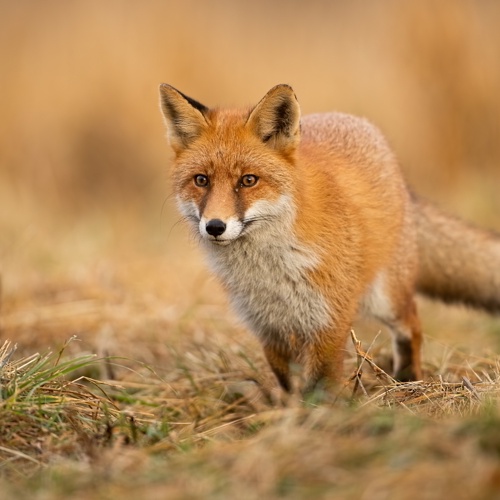 Rotfuchs - Wildtierportal