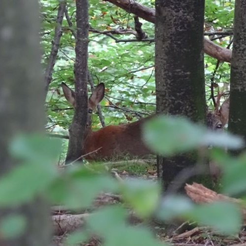 Reh - Wildtierportal