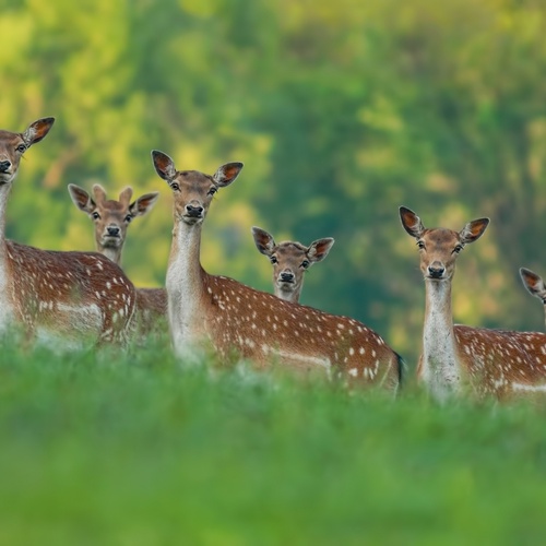 Damhirsch - Wildtierportal