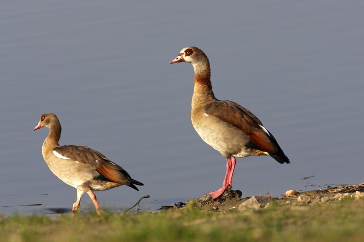Nilgans - Wildtierportal