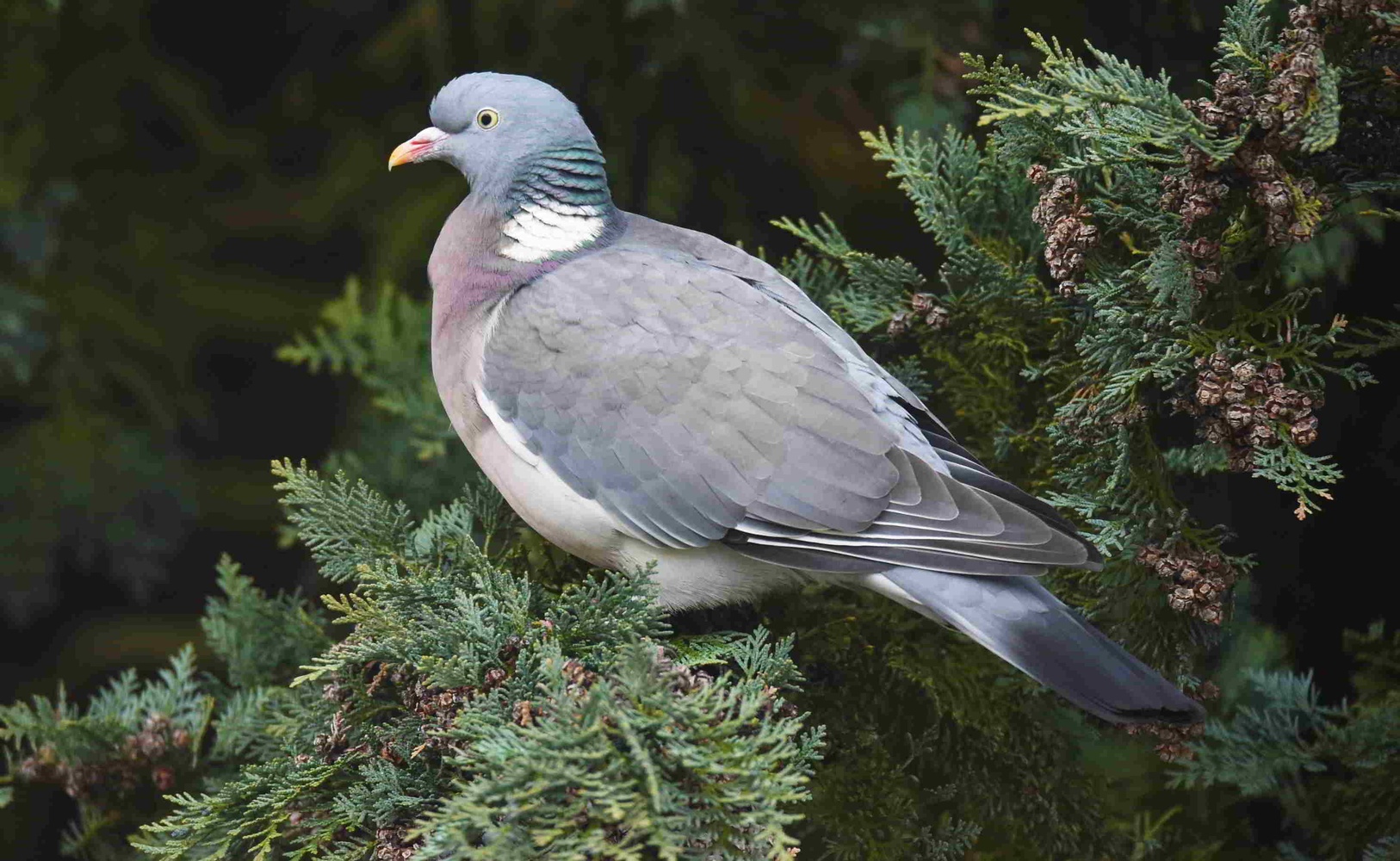 Ringeltaube - Wildtierportal