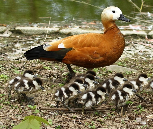 Rostgans - Wildtierportal