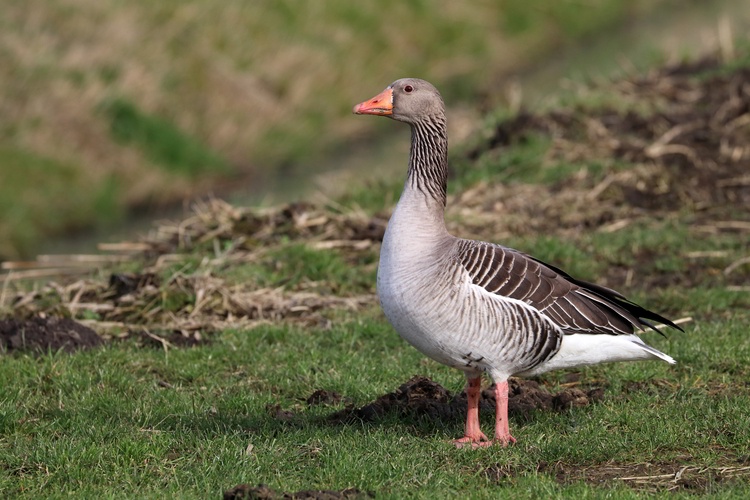 Graugans - Wildtierportal