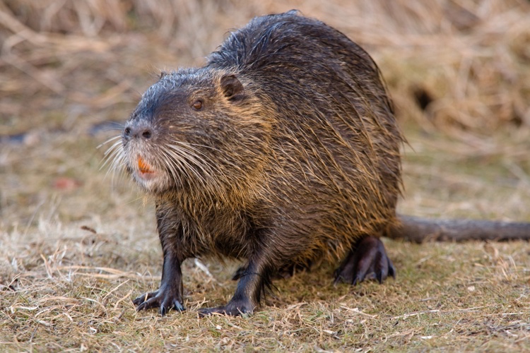 Nutria - Wildtierportal