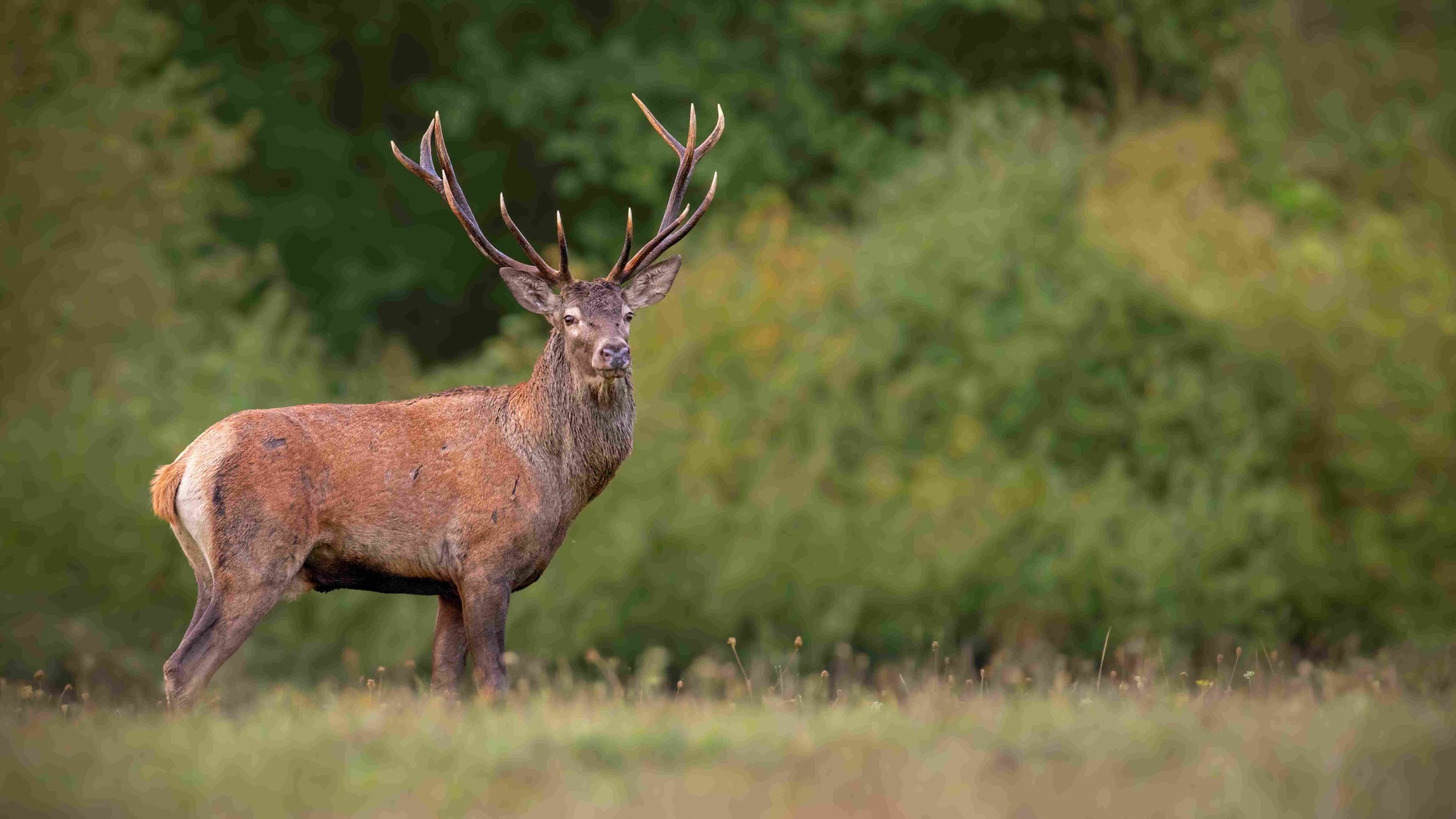 Rothirsch - Wildtierportal