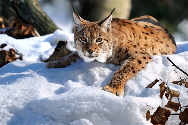 Luchs - Wildtierportal
