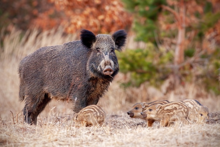 Wildschwein - Wildtierportal
